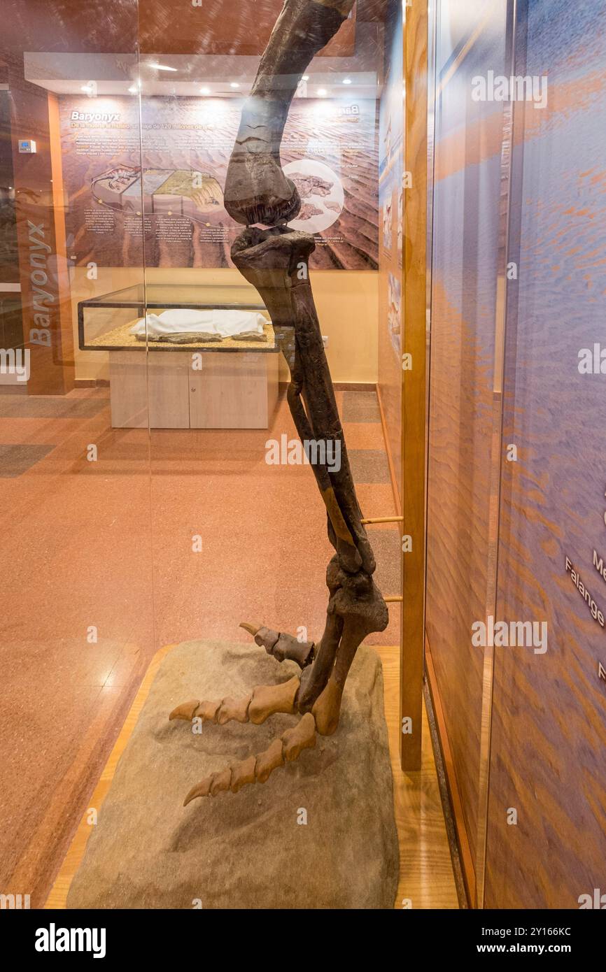 cleft leg, Baryonyx walkeri, spinosaurid theropod,Centro de ...