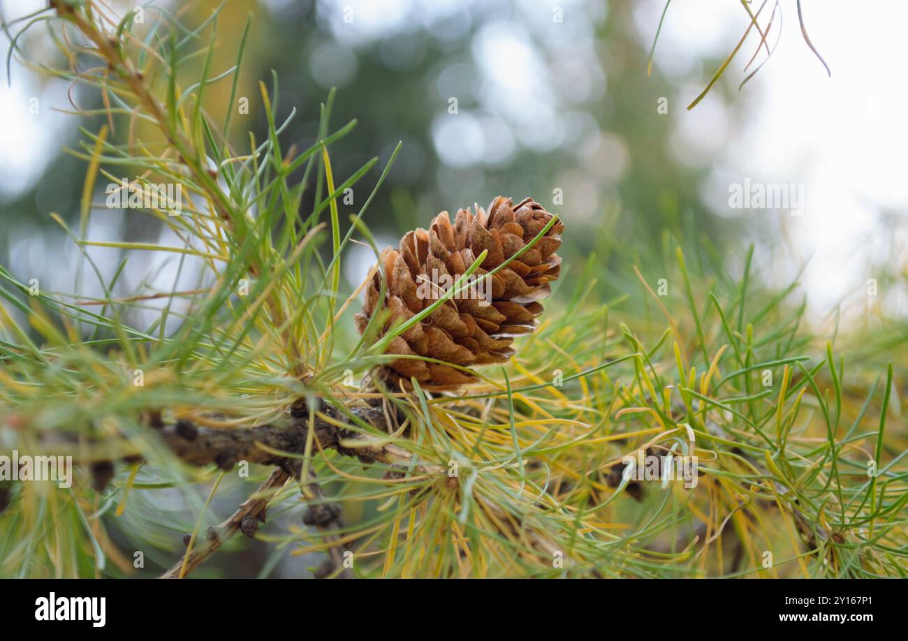 Larch cone branch forest hi-res stock photography and images - Alamy