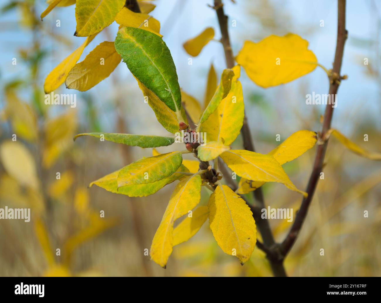 Yellowing leaves hi-res stock photography and images - Alamy