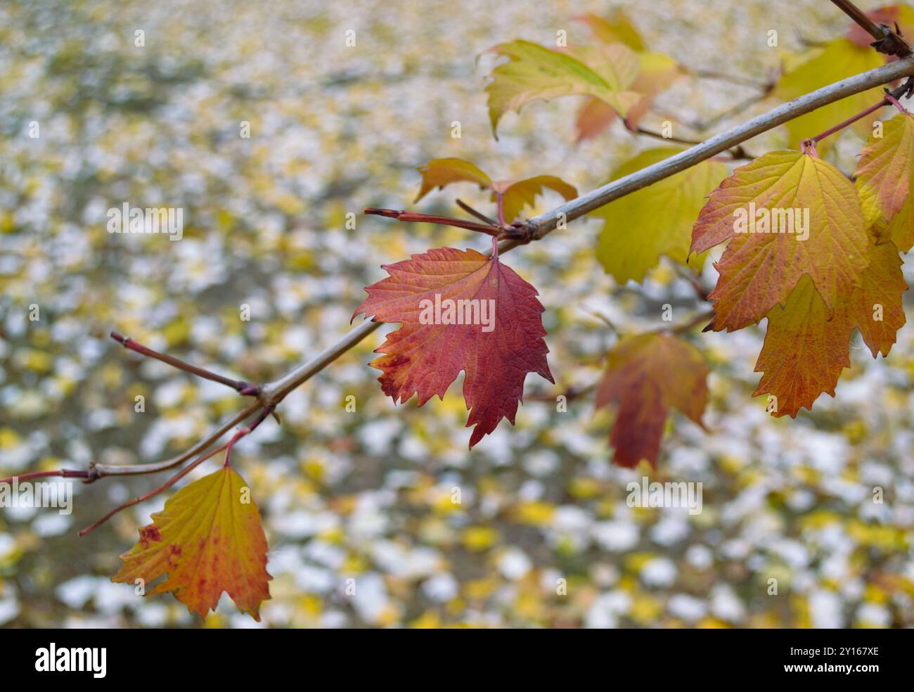 Fall composition different leaves hi-res stock photography and images ...