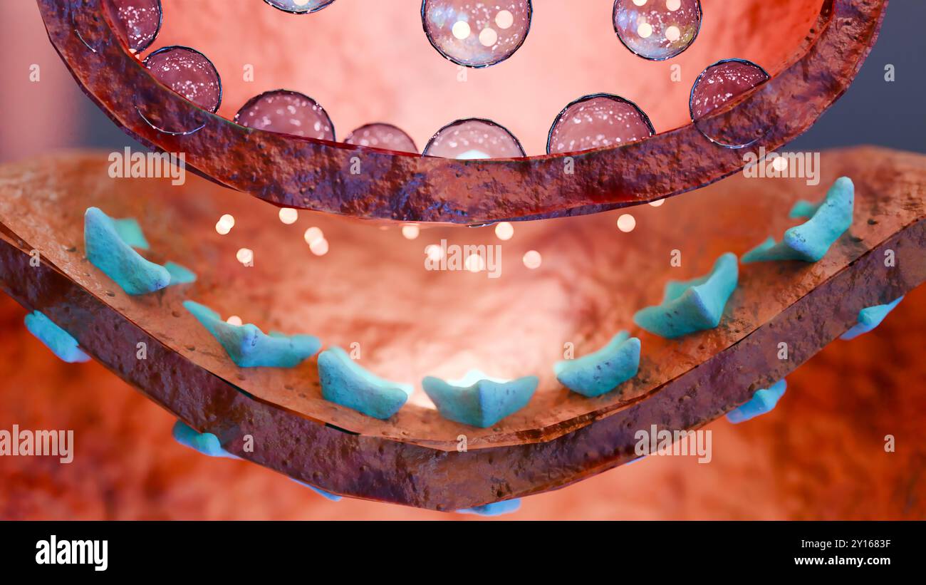 Muscarinic Acetylcholine receptors, muscle fiber sarcolemma ...