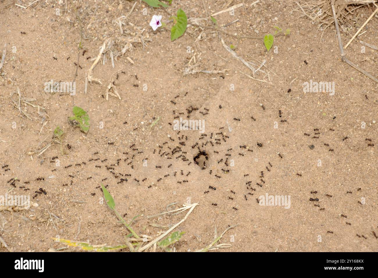 A diminutive ant that lives in huge seasonal colonies, the Harvester ...