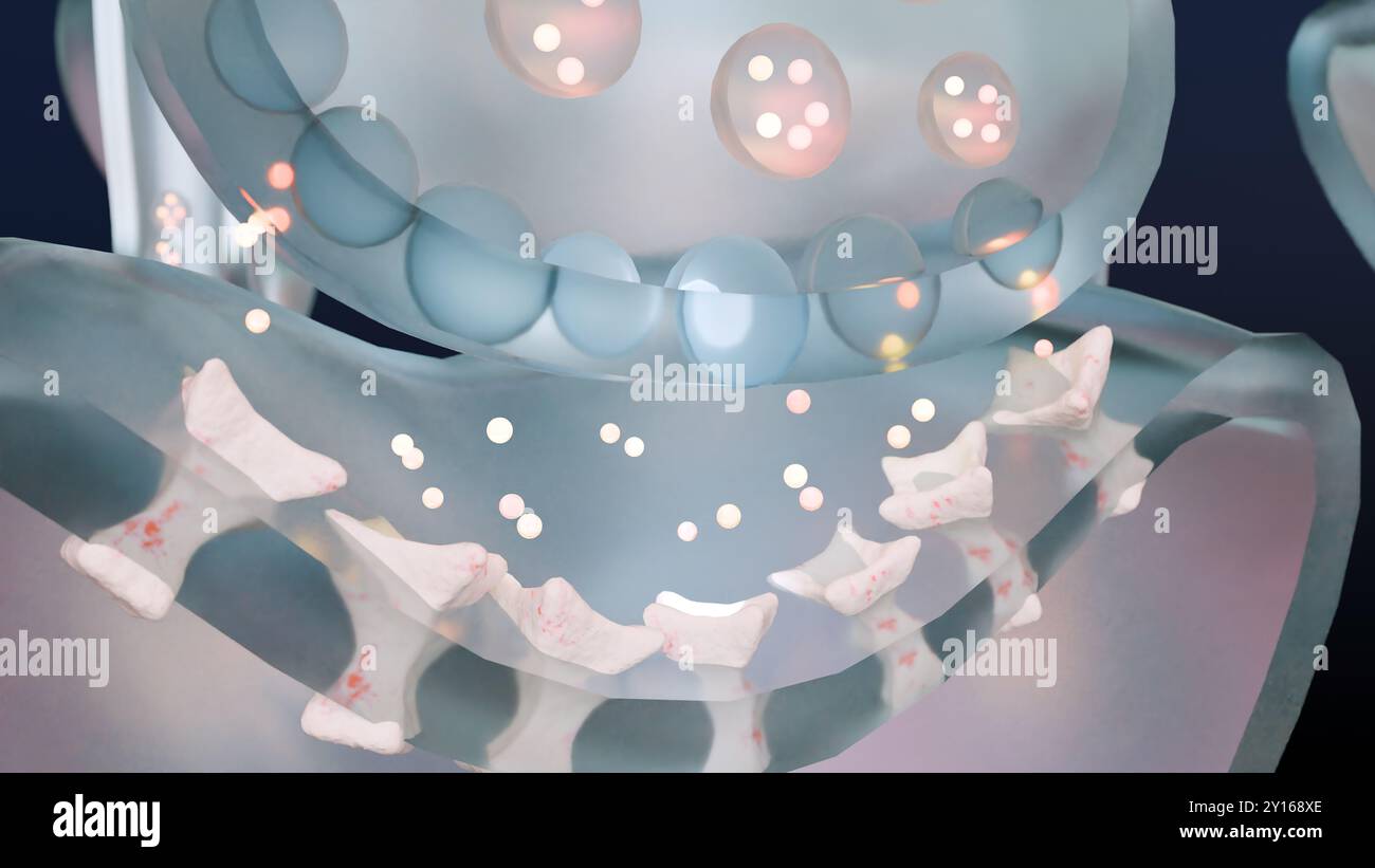 Muscarinic Acetylcholine receptors, muscle fiber sarcolemma ...