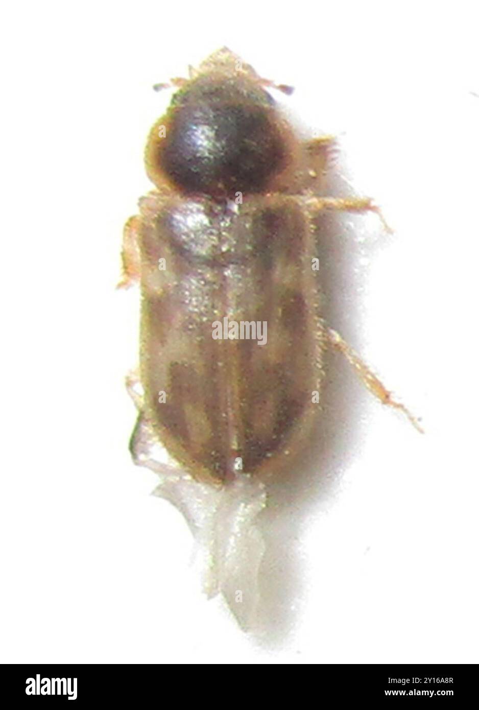 Variegated Mud-loving Beetles (Heteroceridae) Insecta Stock Photo - Alamy