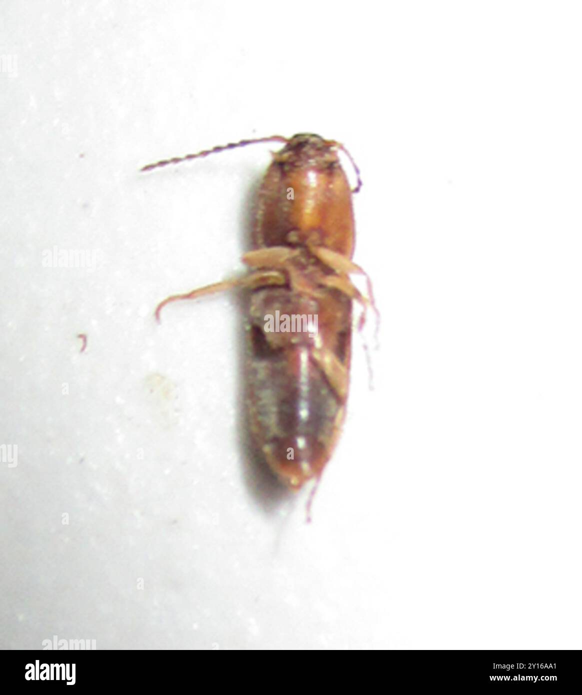 Click Beetles (Elateridae) Insecta Stock Photo - Alamy