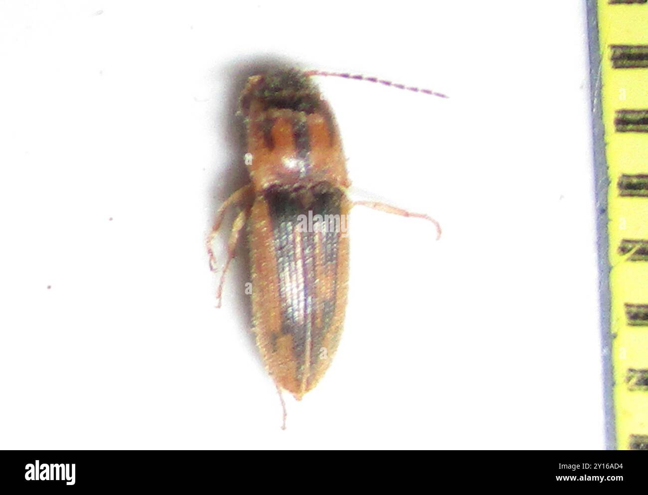 Click Beetles (Elateridae) Insecta Stock Photo - Alamy