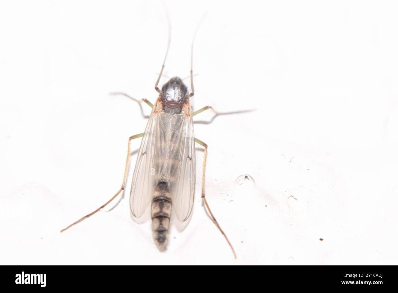 Non-biting Midges (Chironomidae) Insecta Stock Photo - Alamy