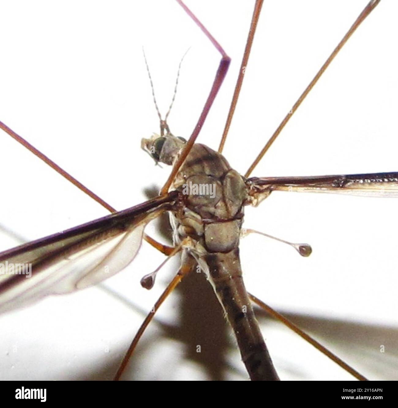 Caloptera hi-res stock photography and images - Alamy