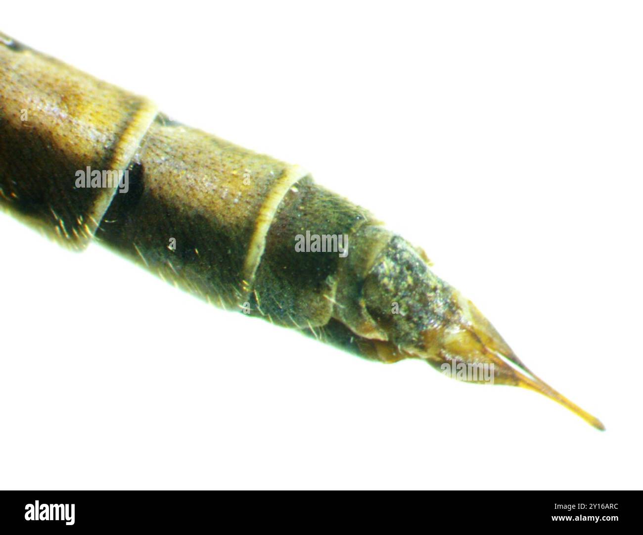 (Tipula caloptera) Insecta Stock Photo - Alamy