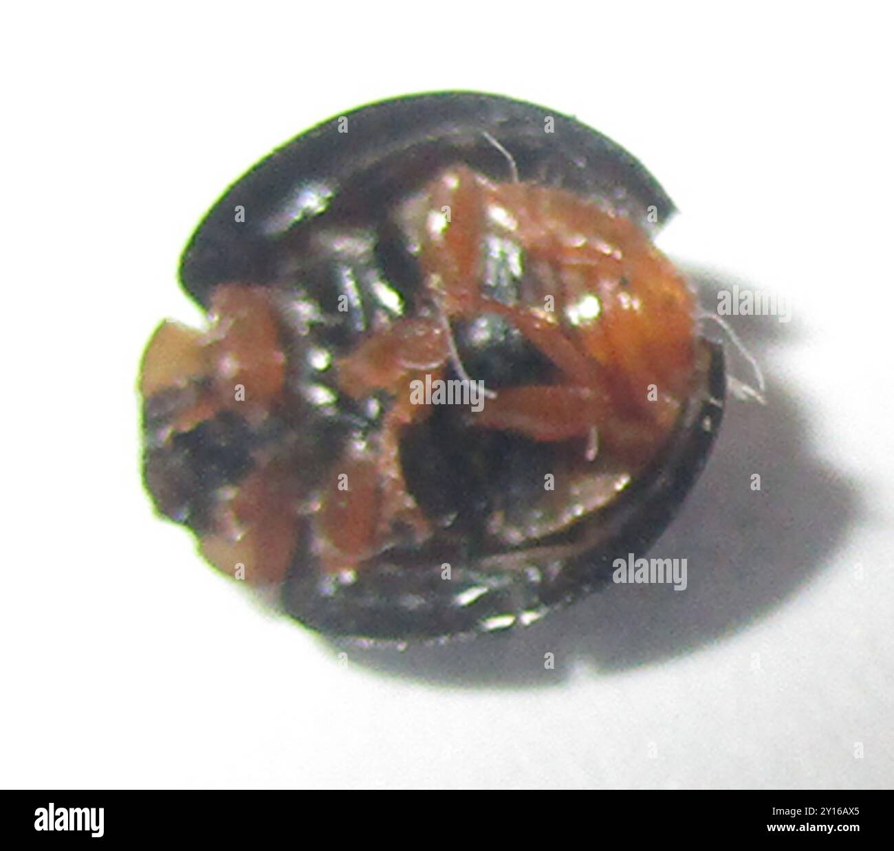 Scale-feeding Lady Beetles (Chilocorinae) Insecta Stock Photo - Alamy