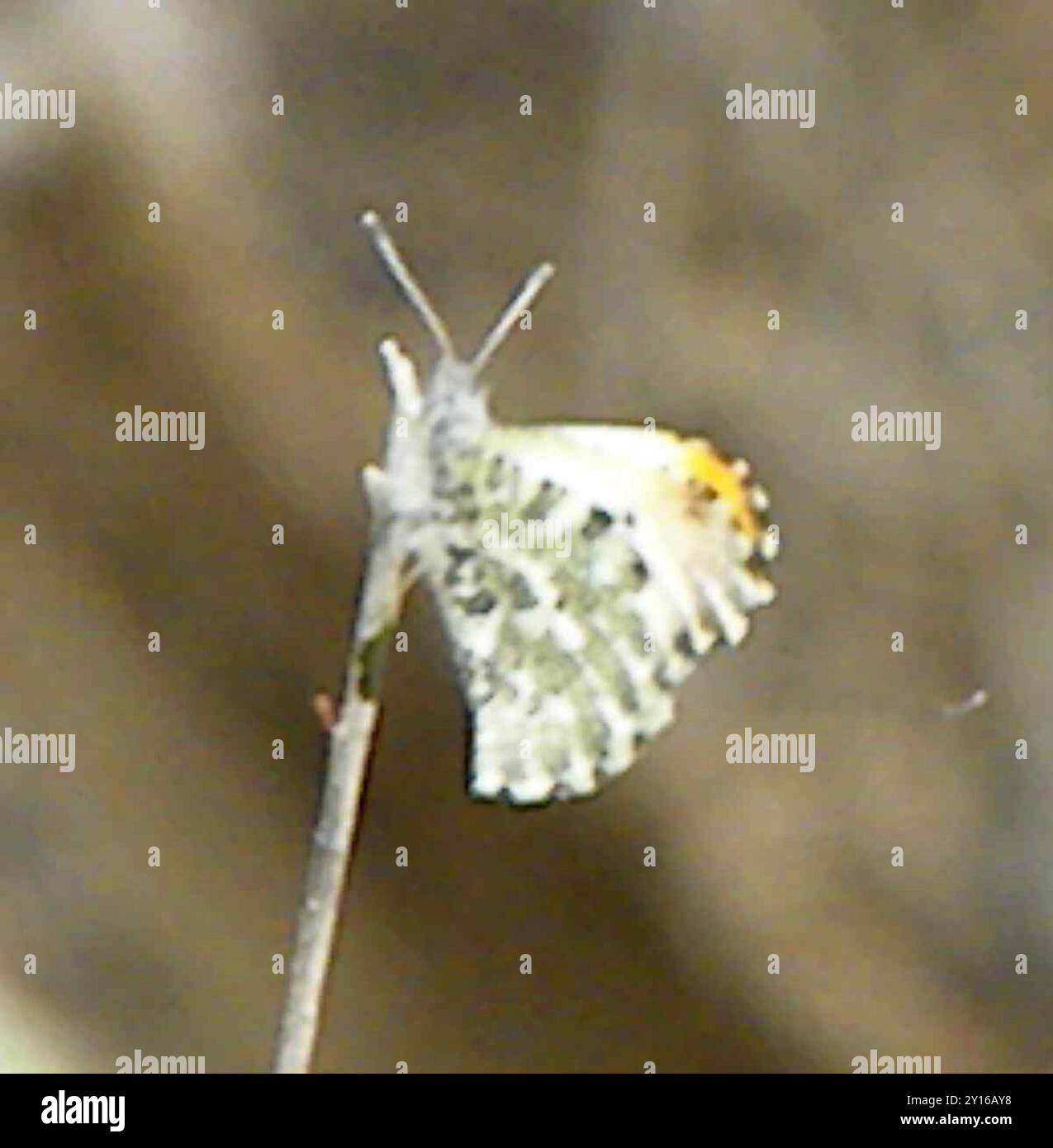 Falcate Orangetip (Anthocharis midea) Insecta Stock Photo - Alamy