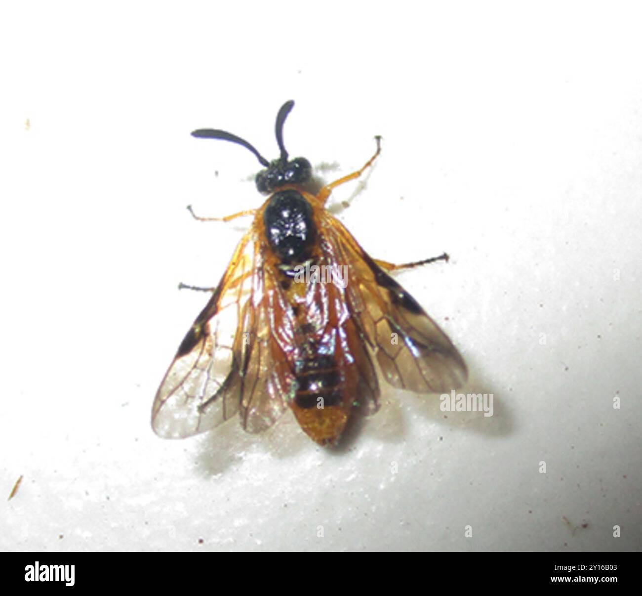 Argid Sawflies (Argidae) Insecta Stock Photo - Alamy