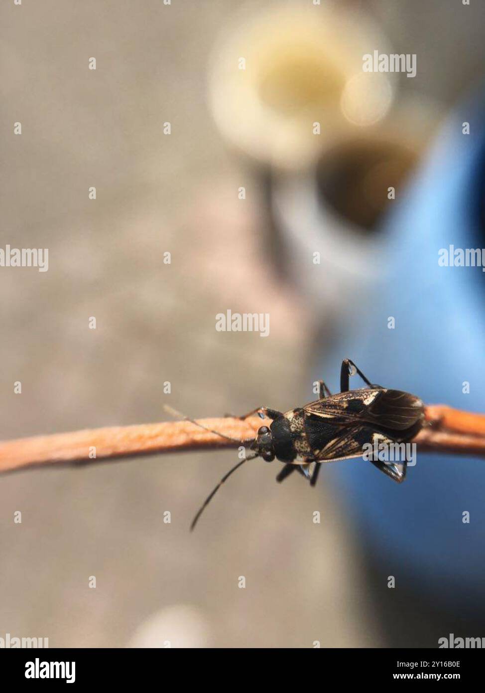 bright-spotted groundbug (Rhyparochromus vulgaris) Insecta Stock Photo ...
