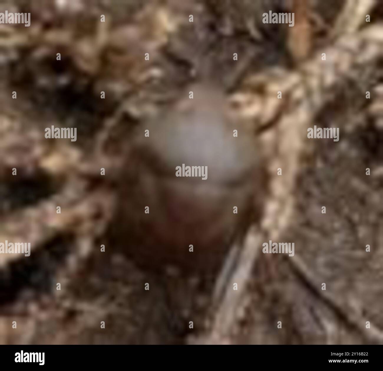 Stink Bugs, Shield Bugs, and Allies (Pentatomoidea) Insecta Stock Photo ...