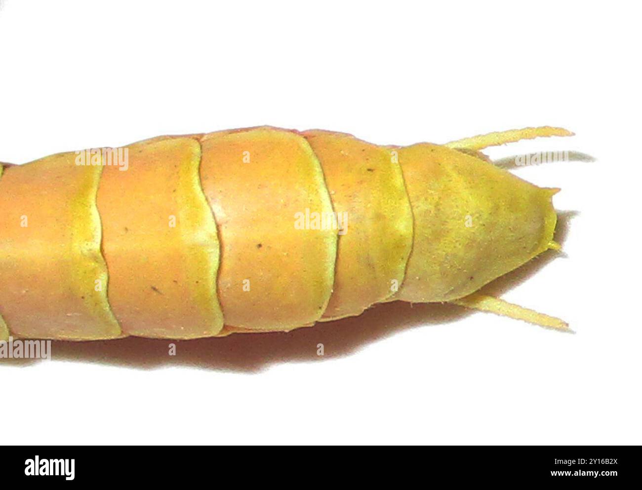 Zebra mantis hi-res stock photography and images - Alamy