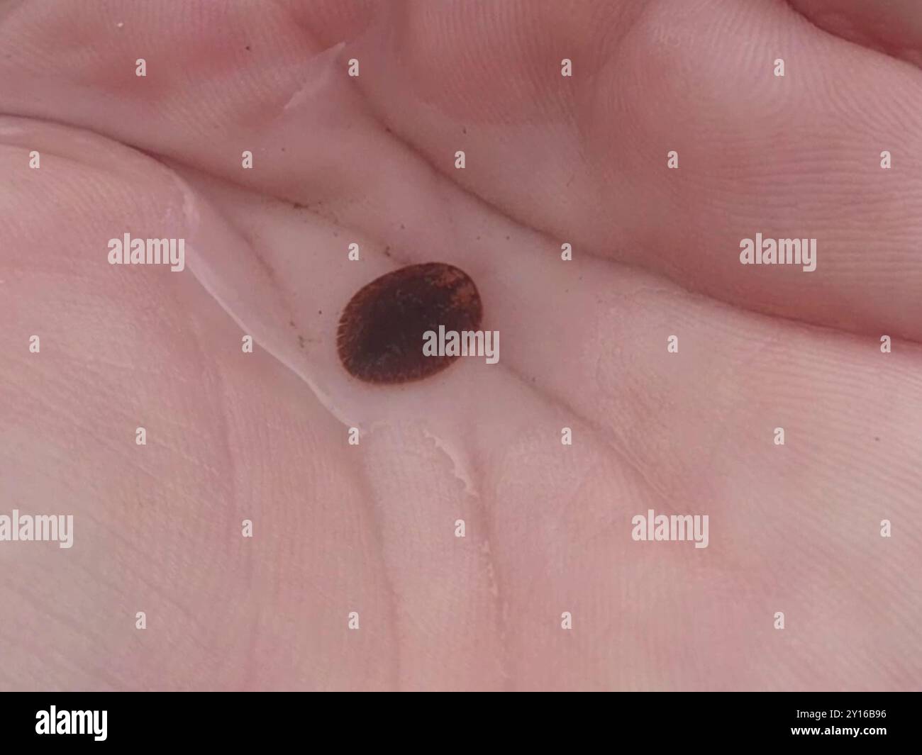 Water penny beetles hi-res stock photography and images - Alamy