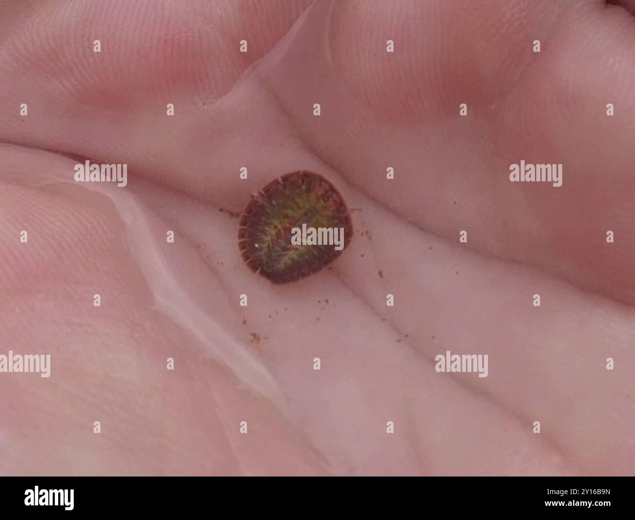 Water Penny Beetles (Psephenidae) Insecta Stock Photo - Alamy