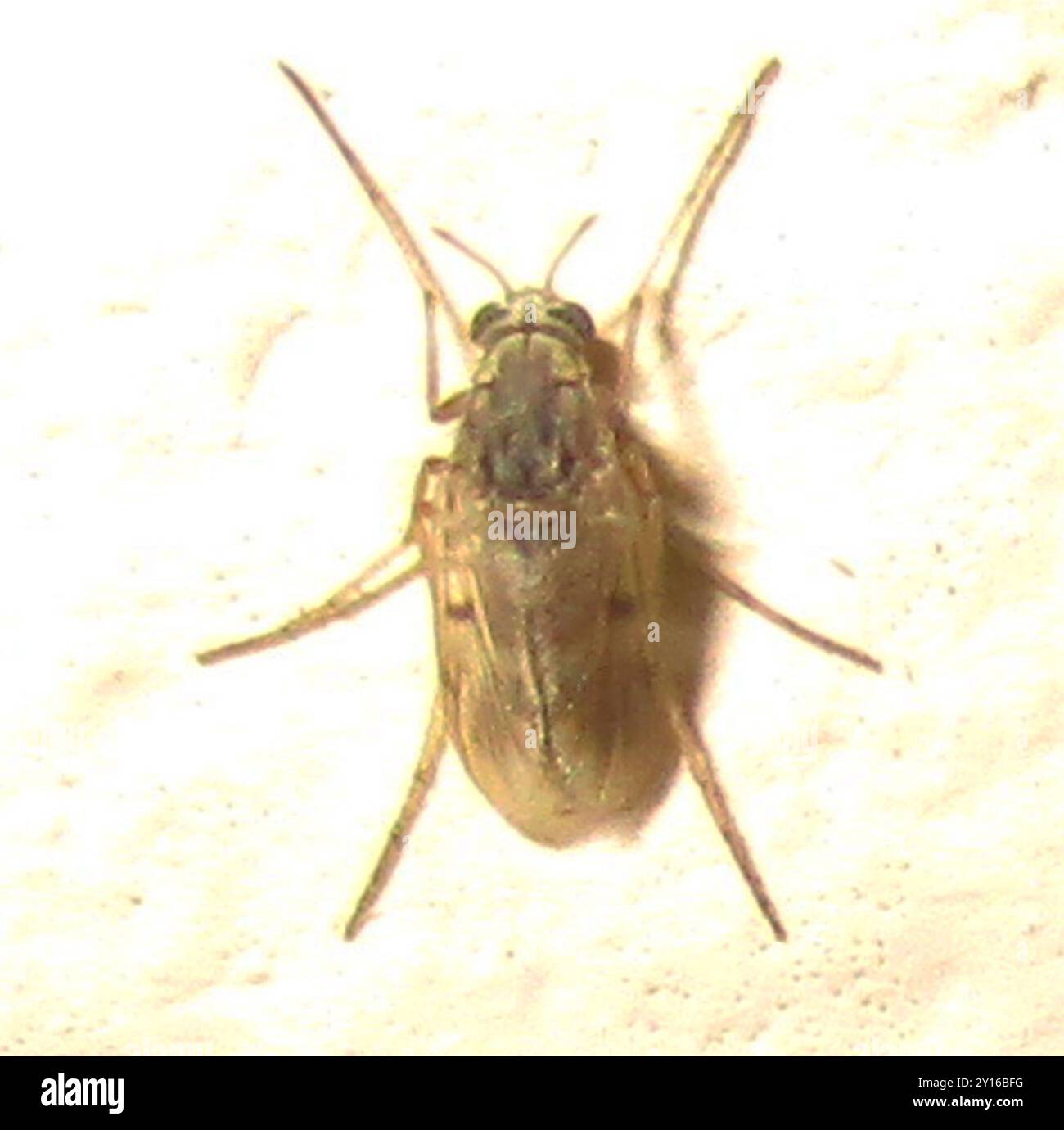 Flies (Diptera) Insecta Stock Photo - Alamy