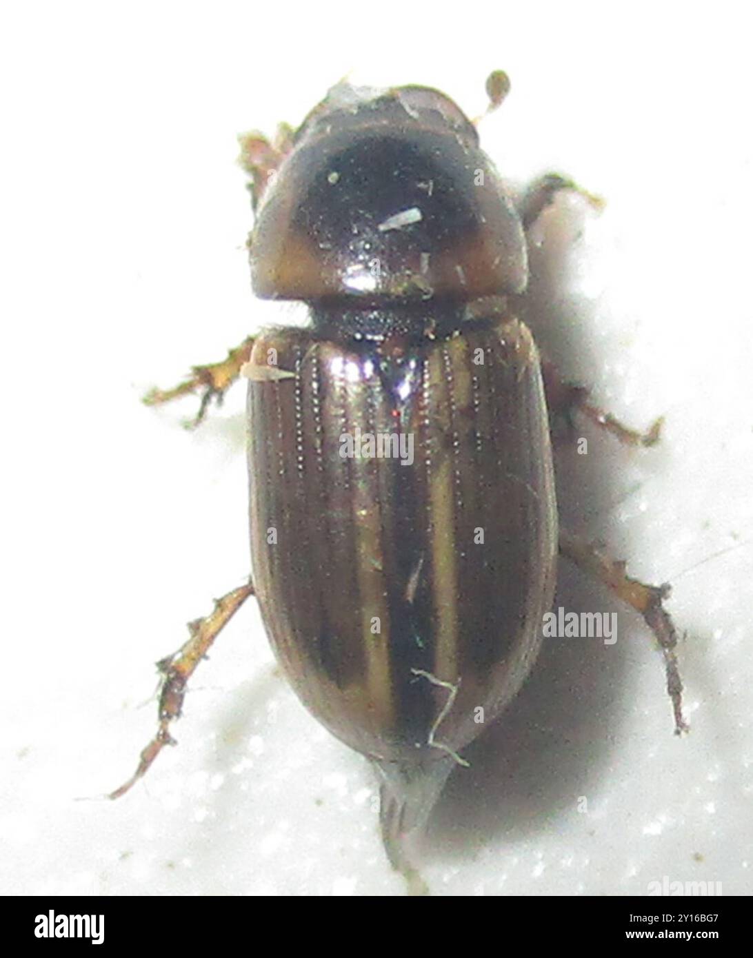 Small Dung Beetles (Aphodiinae) Insecta Stock Photo - Alamy