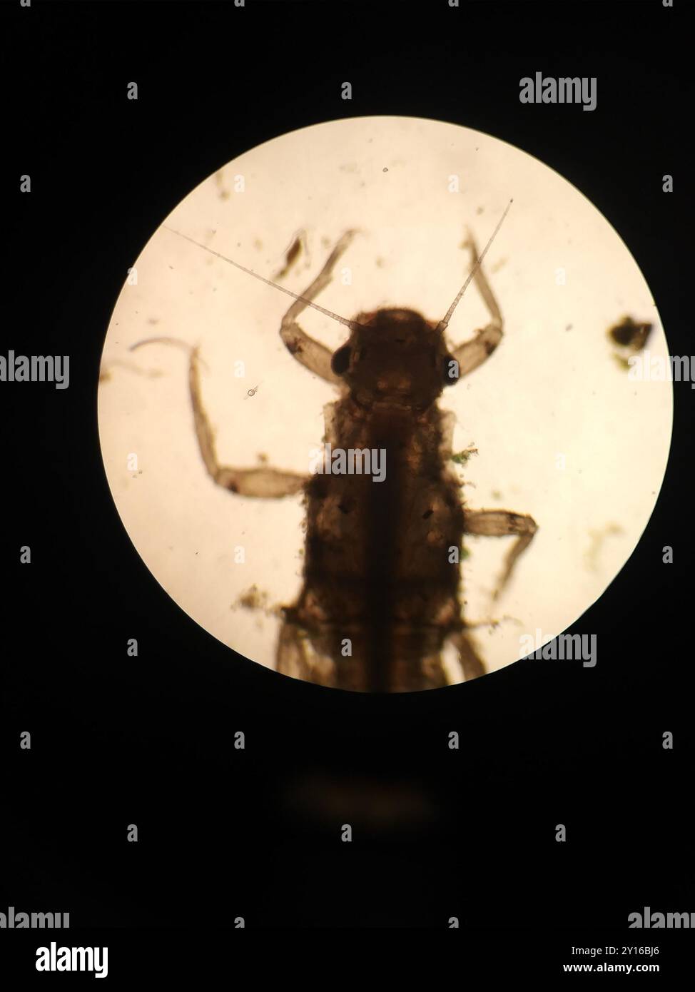 Prong-gilled Mayflies (Leptophlebiidae) Insecta Stock Photo - Alamy