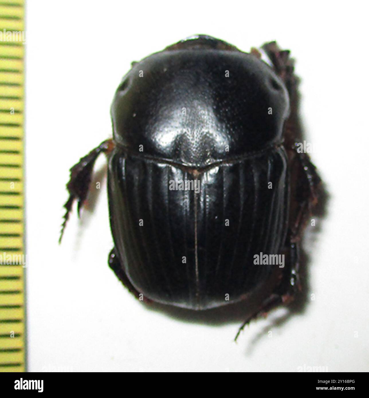 (Onitis deceptor) Insecta Stock Photo - Alamy