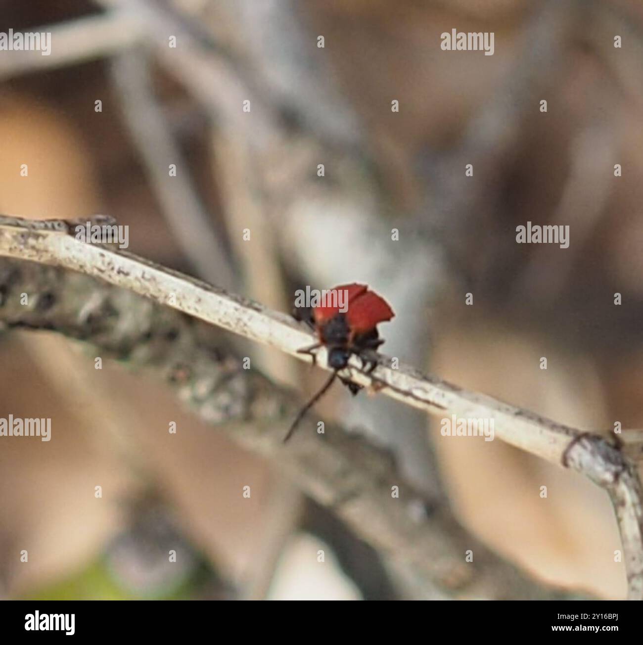 Golden Net-winged Beetle (Dictyoptera aurora) Insecta Stock Photo - Alamy