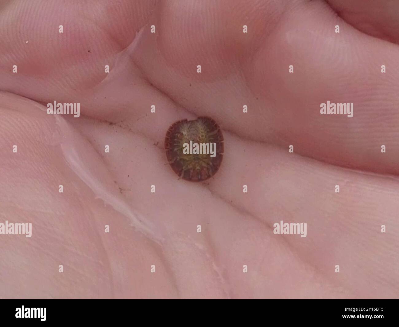 Water Penny Beetles (Psephenidae) Insecta Stock Photo - Alamy