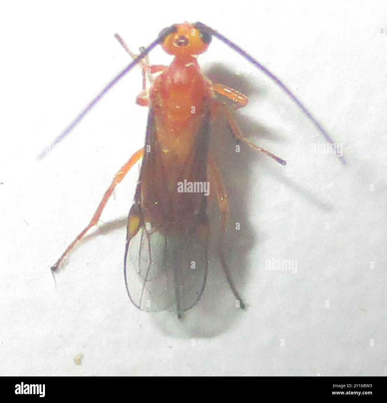 Braconid Wasps (Braconidae) Insecta Stock Photo - Alamy