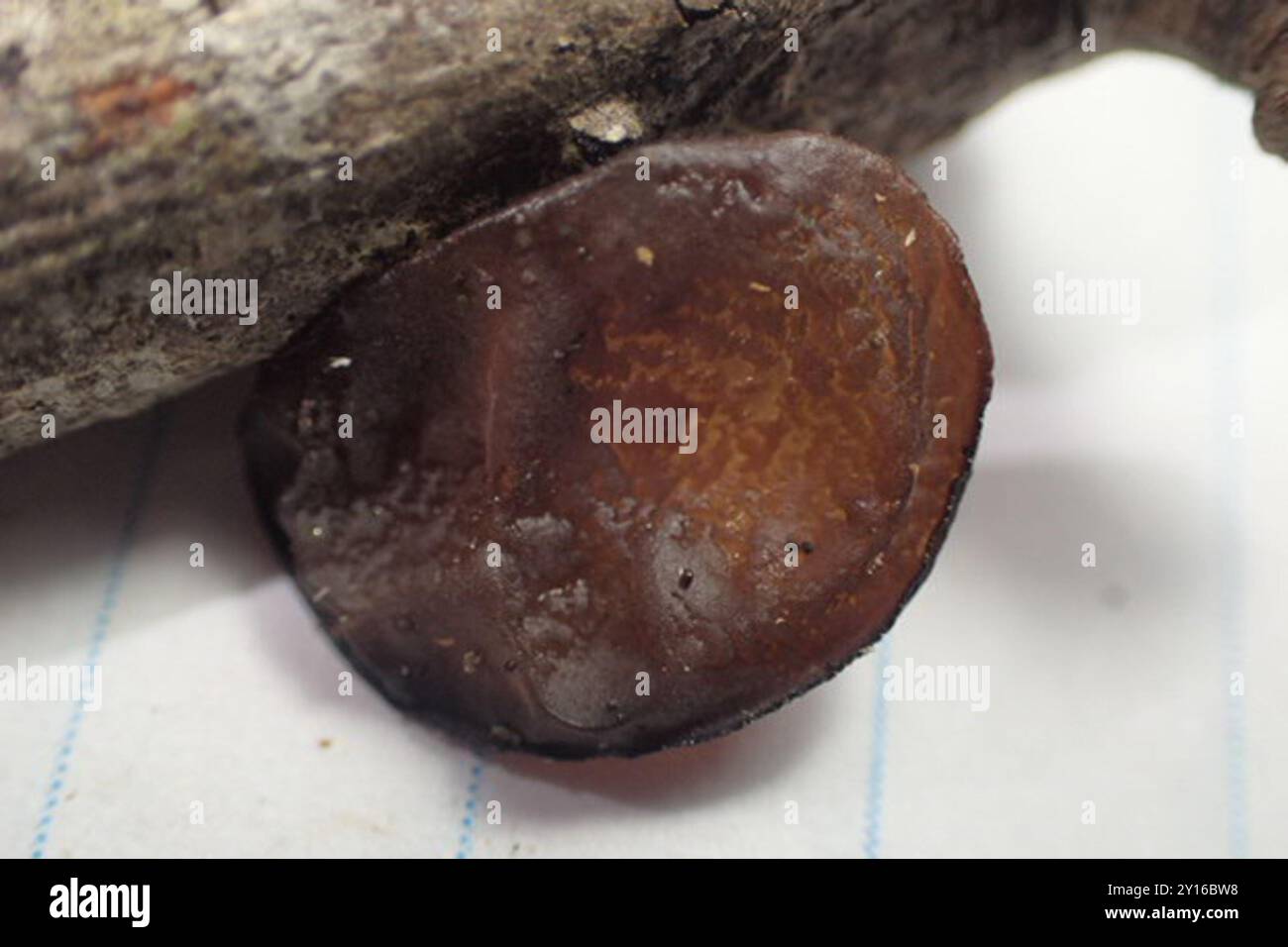 Exidia crenata hi-res stock photography and images - Alamy