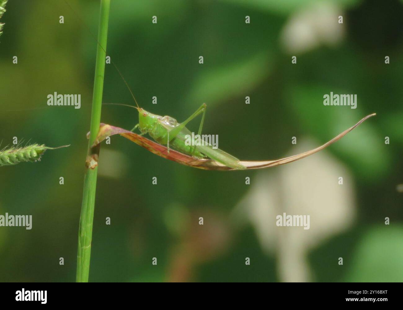 (Conocephalus longipes) Insecta Stock Photo - Alamy
