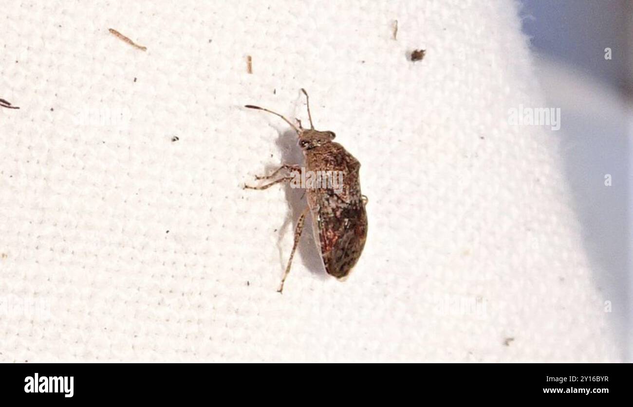 Seed bugs lygaeidae hi-res stock photography and images - Alamy