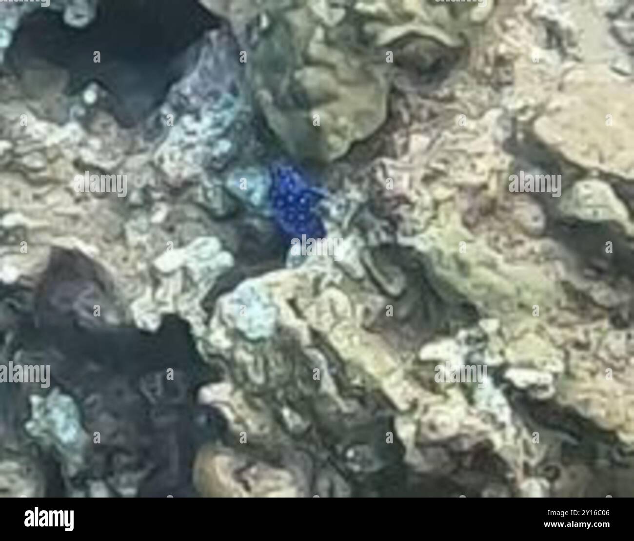 Yellowtail Damselfish (Microspathodon chrysurus) Actinopterygii Stock ...