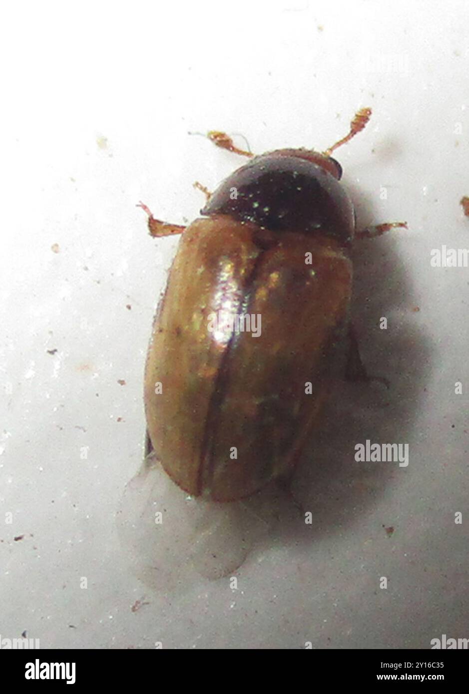 Pleasing Fungus Beetles (Erotylidae) Insecta Stock Photo - Alamy