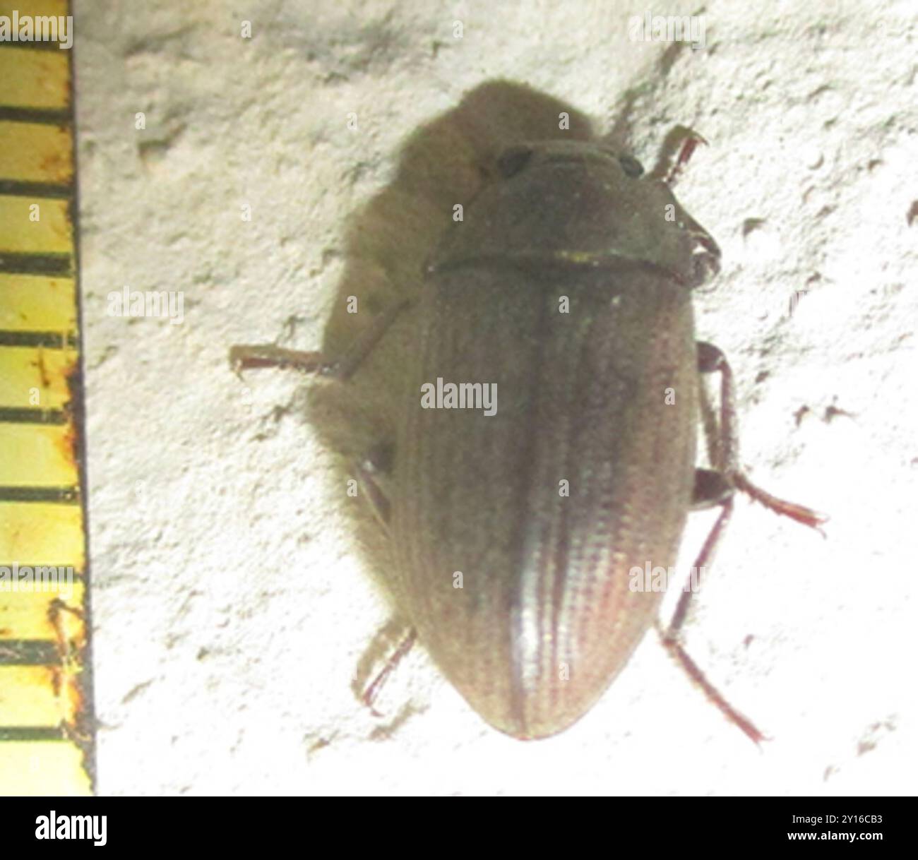 Dusty Surface Beetles (Gonocephalum) Insecta Stock Photo - Alamy