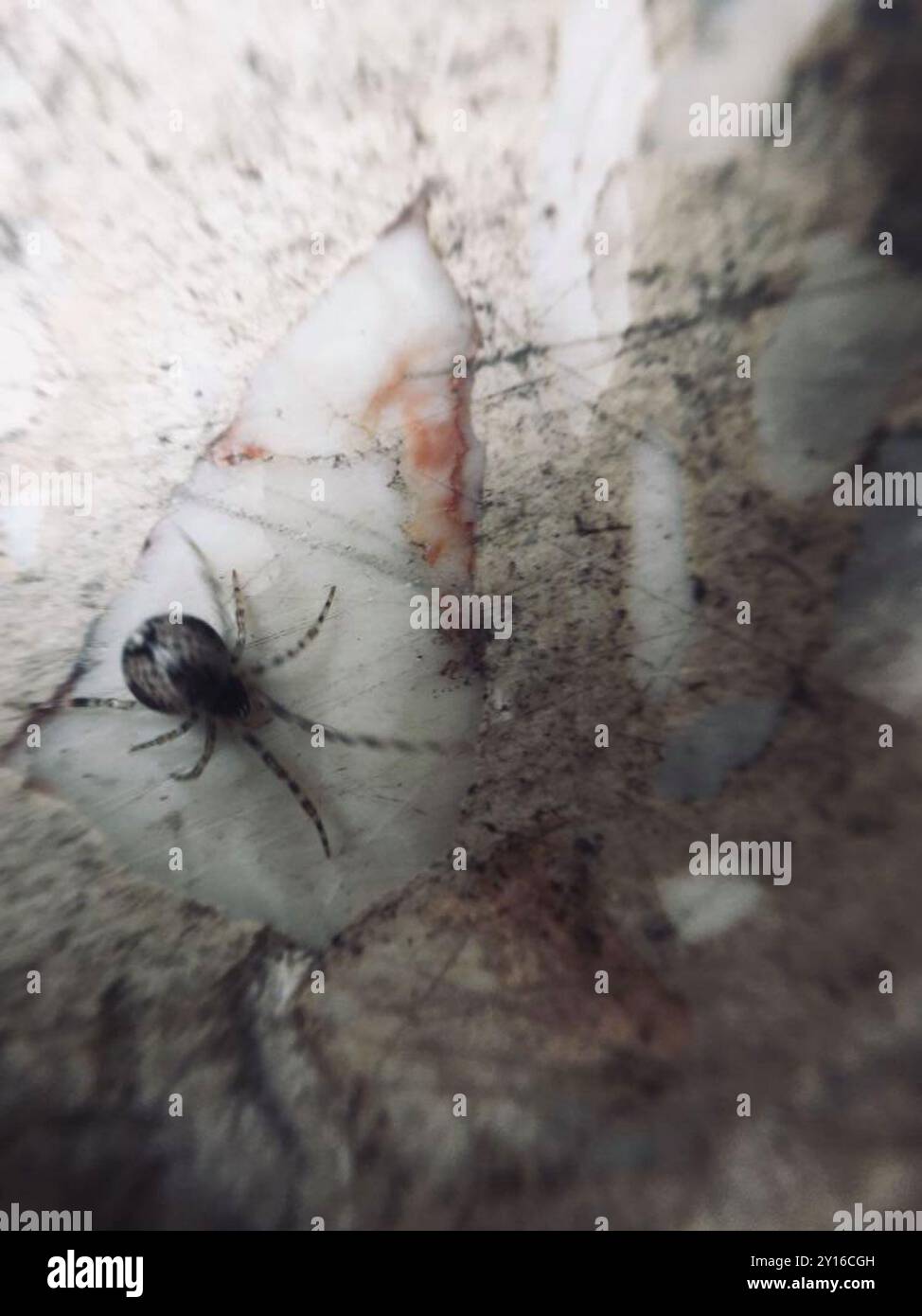Comb-footed Spiders (Theridiidae) Arachnida Stock Photo - Alamy