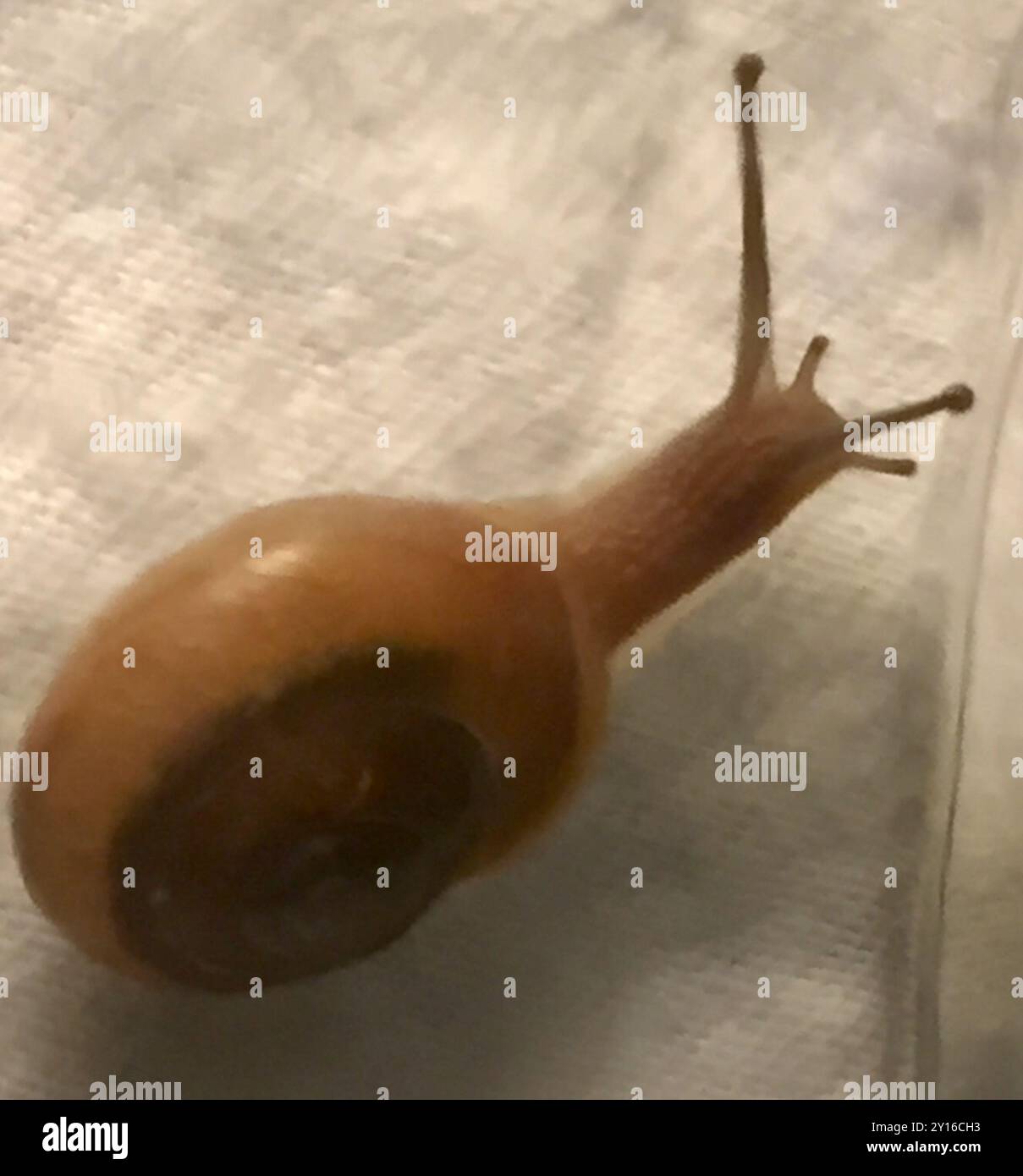 White-lip Globe Snail (Mesodon thyroidus) Mollusca Stock Photo - Alamy