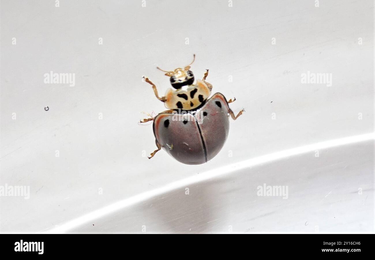 (Archegleis kingi) Insecta Stock Photo - Alamy