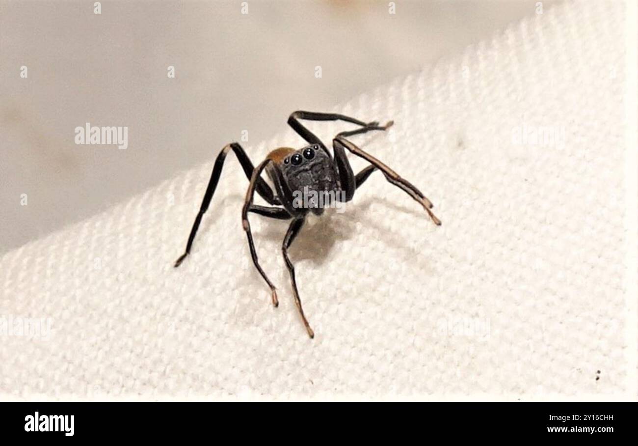 Mourning Ant-mimic Spider (Myrmarachne luctuosa) Arachnida Stock Photo ...
