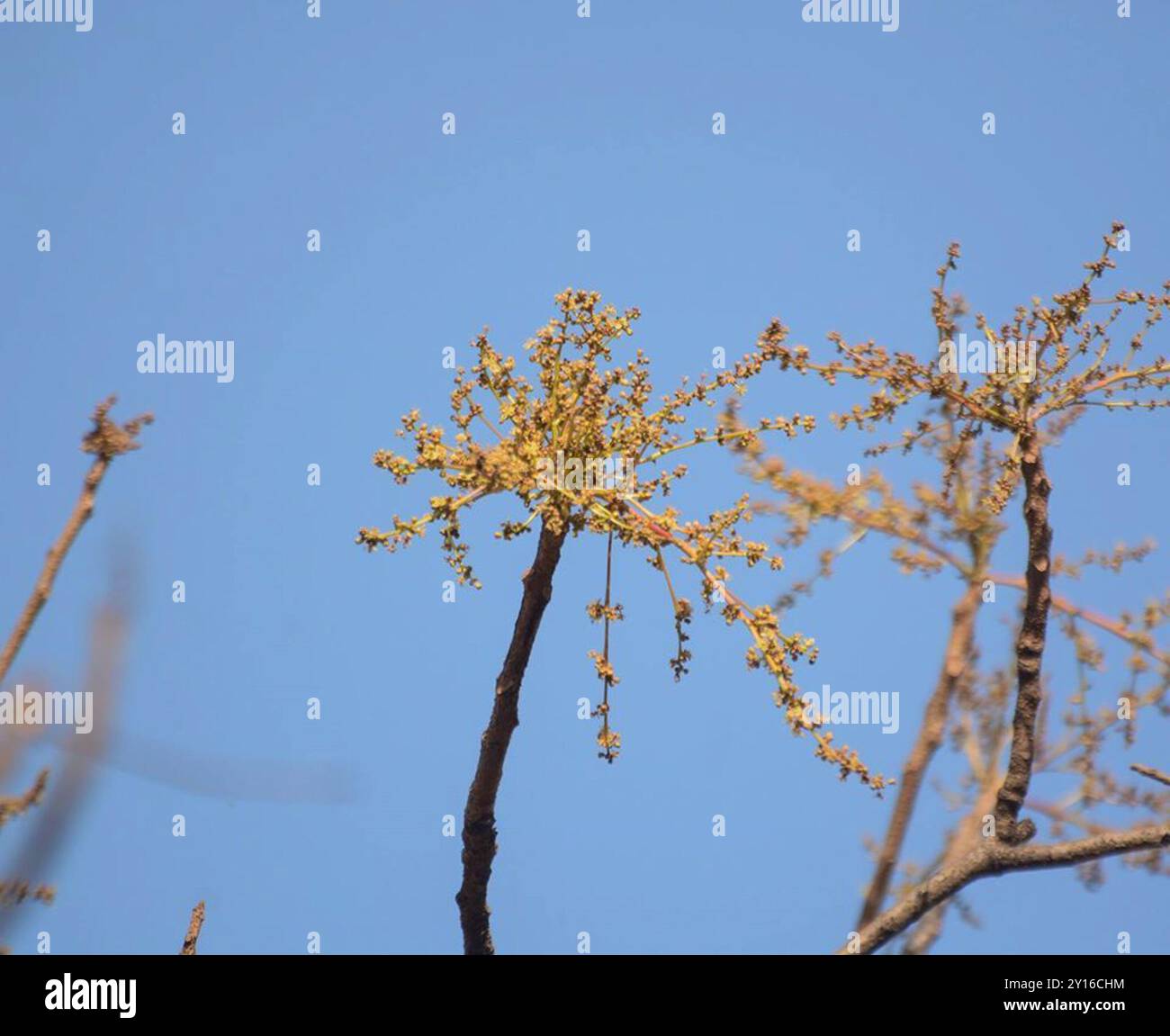 Indian Ash (Lannea coromandelica) Plantae Stock Photo - Alamy