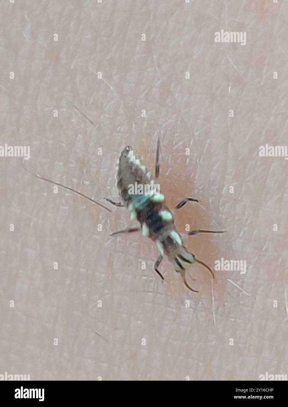 Red-lipped Green Lacewing (Chrysoperla rufilabris) Insecta Stock Photo ...