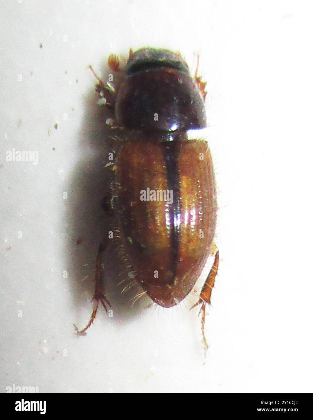 Small Dung Beetles (Aphodiinae) Insecta Stock Photo - Alamy