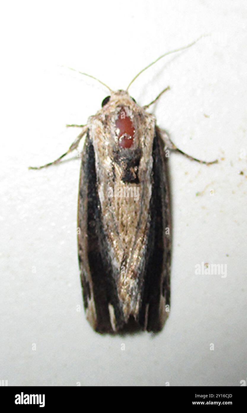 (Magusa viettei) Insecta Stock Photo - Alamy