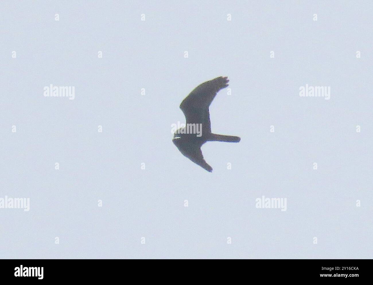 Long-winged Harrier (Circus buffoni) Aves Stock Photo - Alamy
