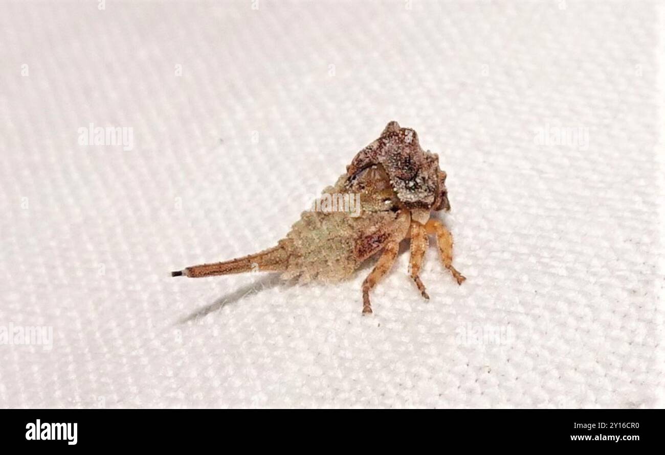 Typical Treehoppers (Membracidae) Insecta Stock Photo - Alamy