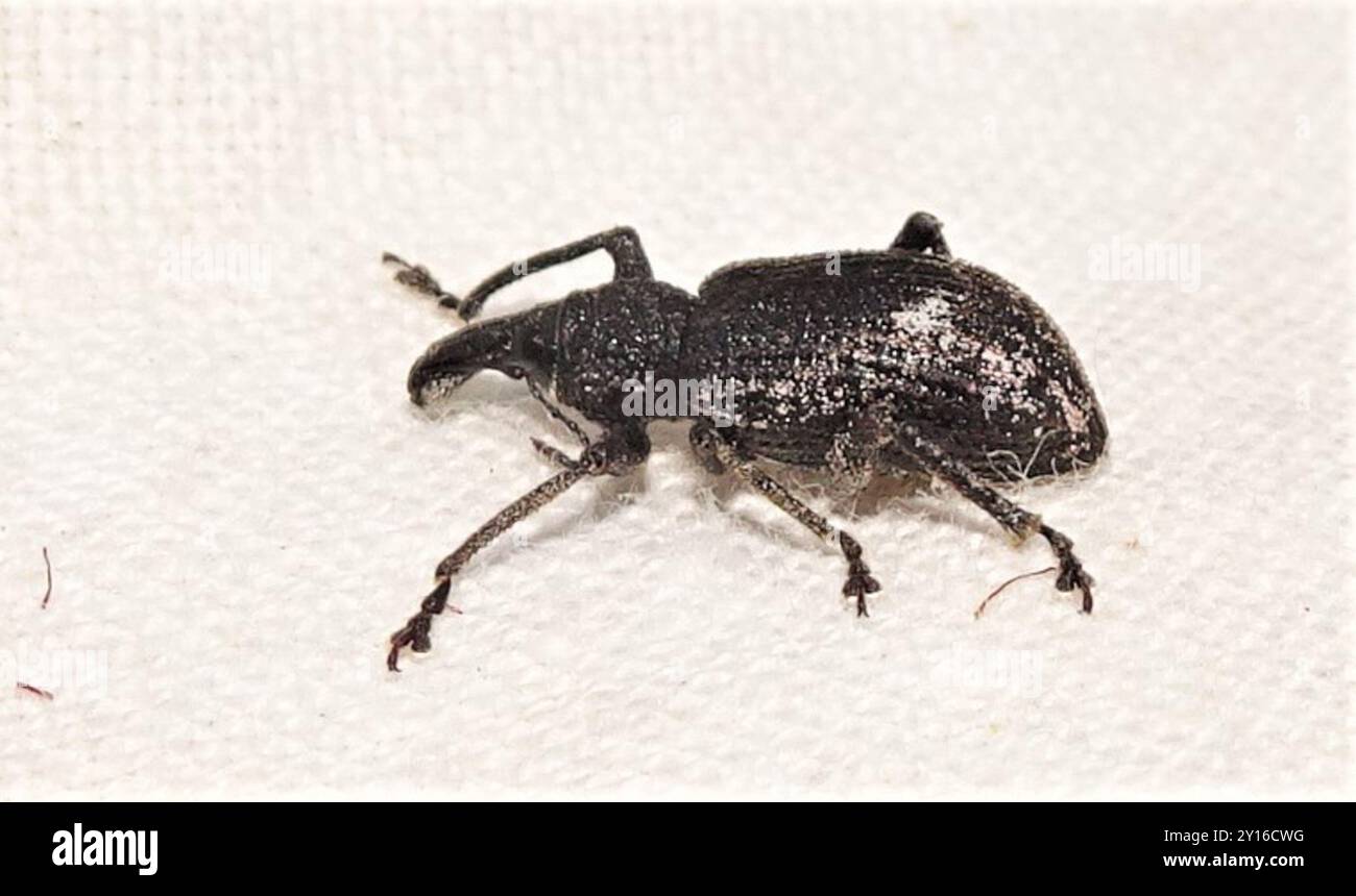 True Weevils (Curculionidae) Insecta Stock Photo - Alamy