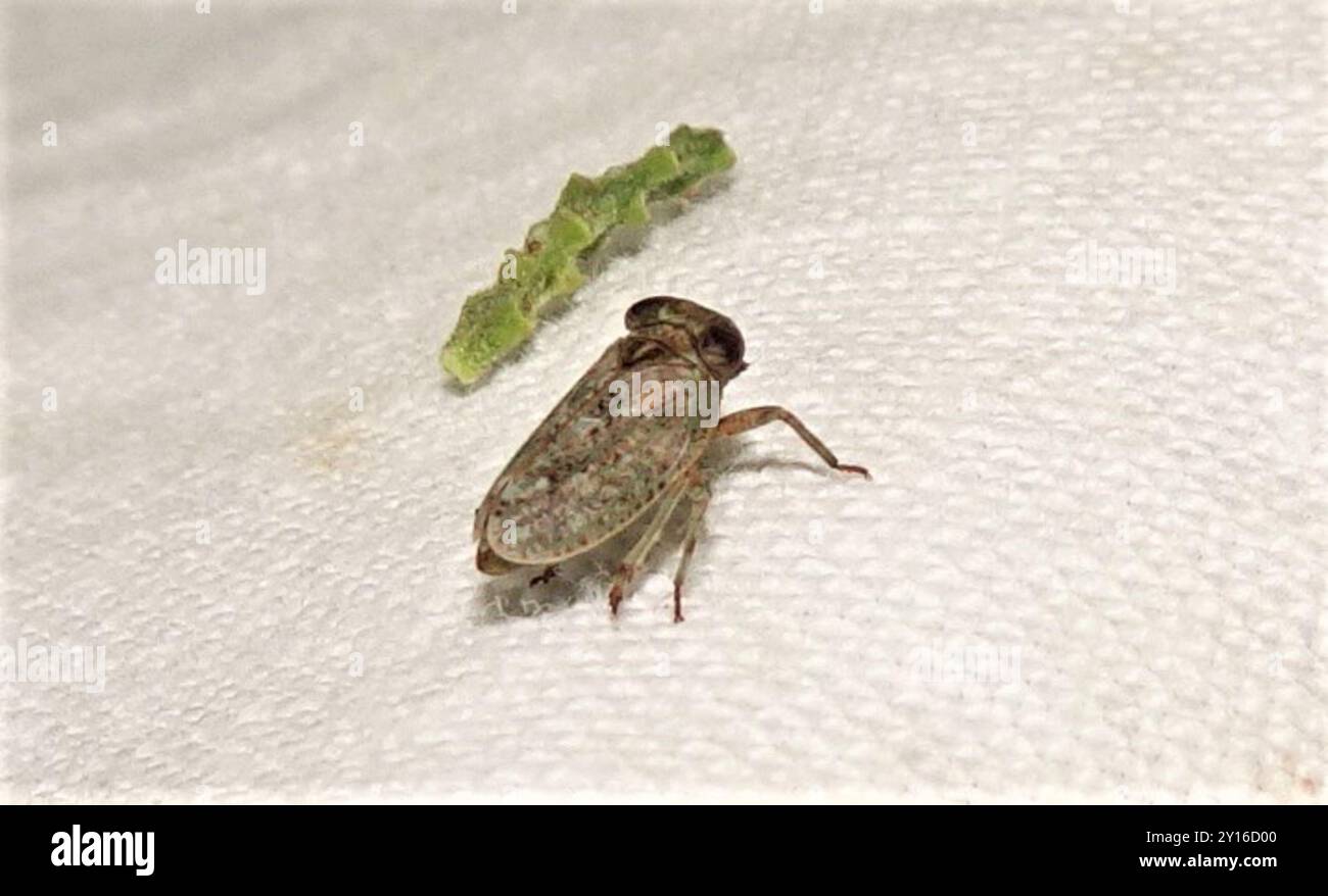 Issid Planthoppers (Issidae) Insecta Stock Photo - Alamy