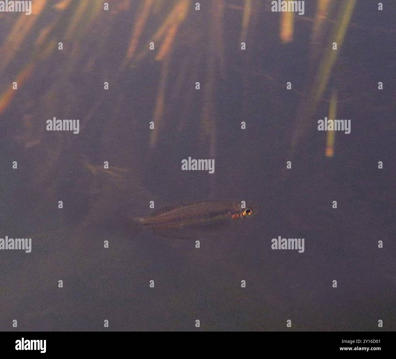 Eastern Rainbowfish (Melanotaenia splendida) Actinopterygii Stock Photo ...