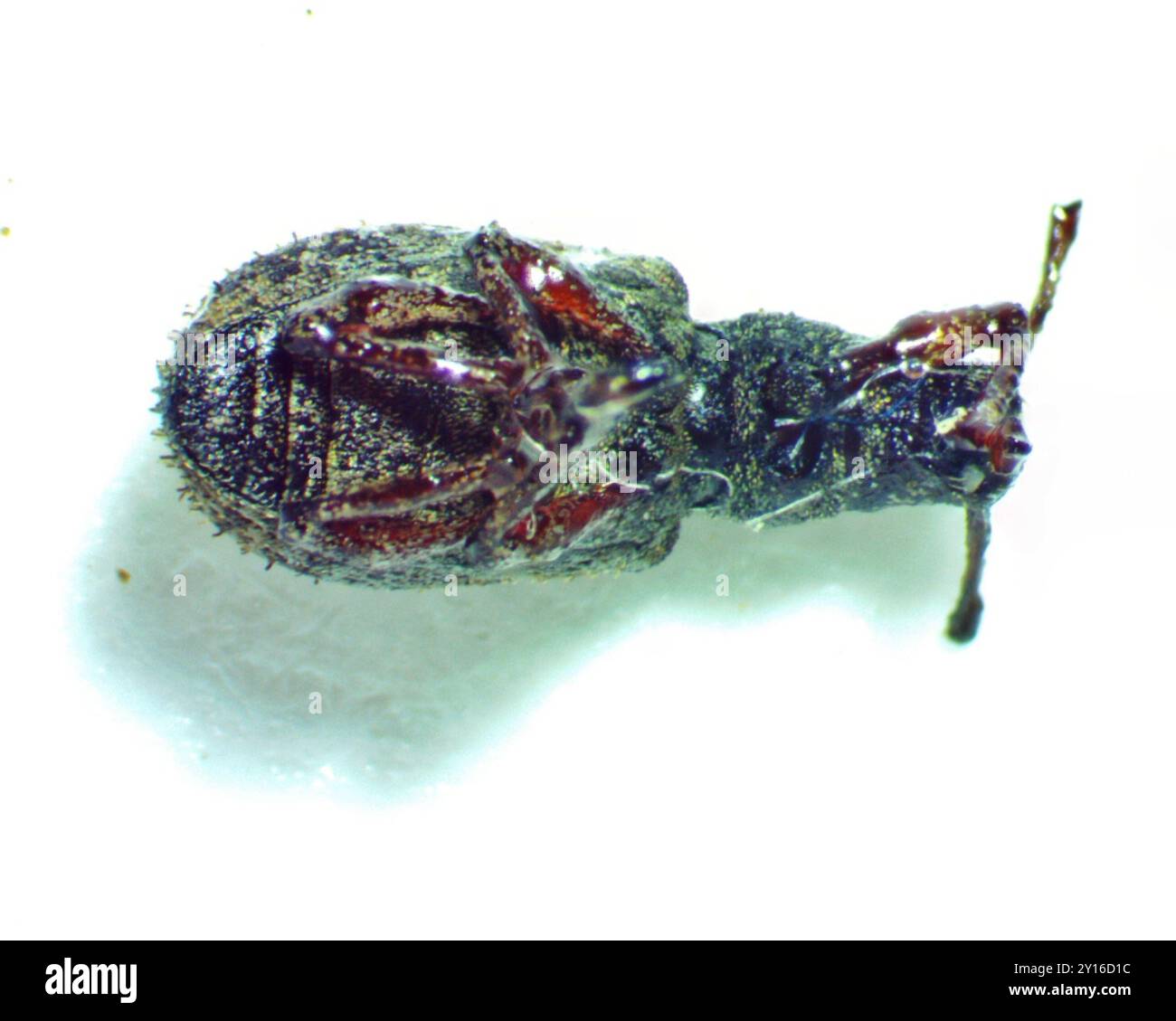 Peach Root Weevil (Pseudoedophrys hilleri) Insecta Stock Photo - Alamy