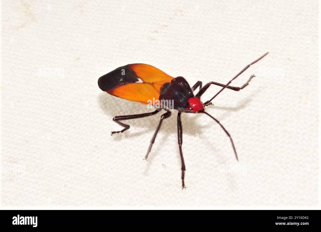 Milk Vine Bug (Oncopeltus sordidus) Insecta Stock Photo - Alamy