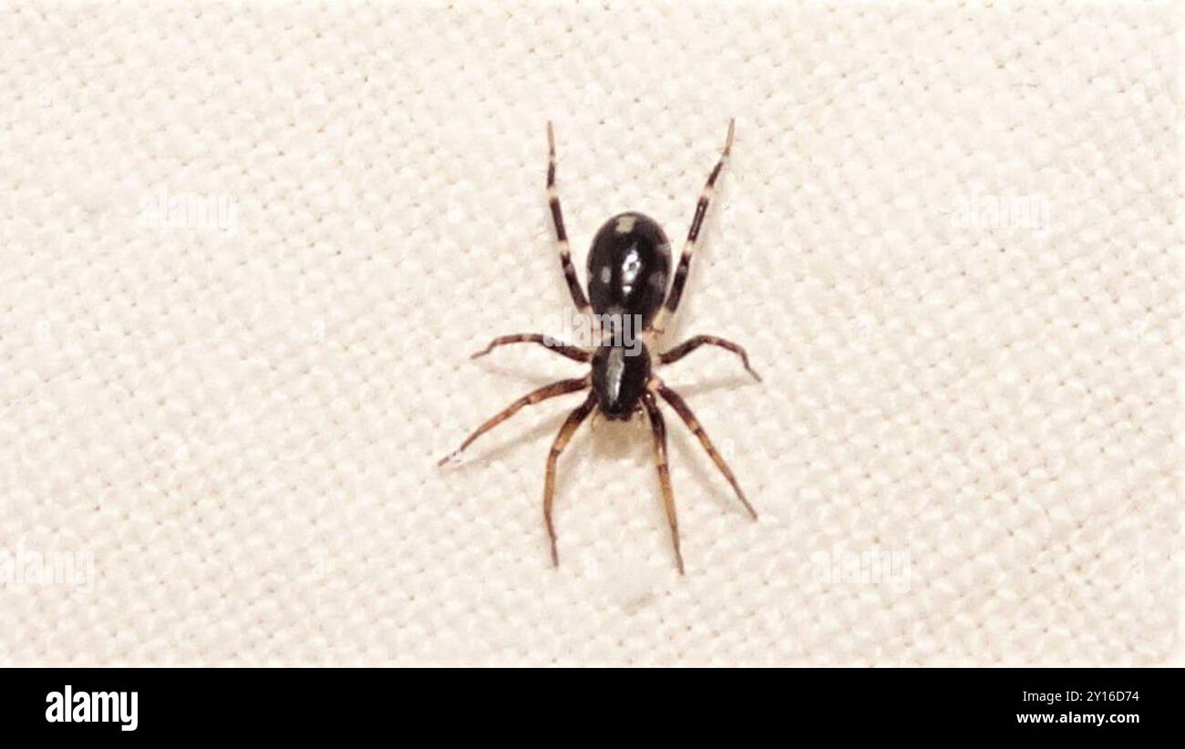 Simple Ant Spider (Pentasteron simplex) Arachnida Stock Photo - Alamy